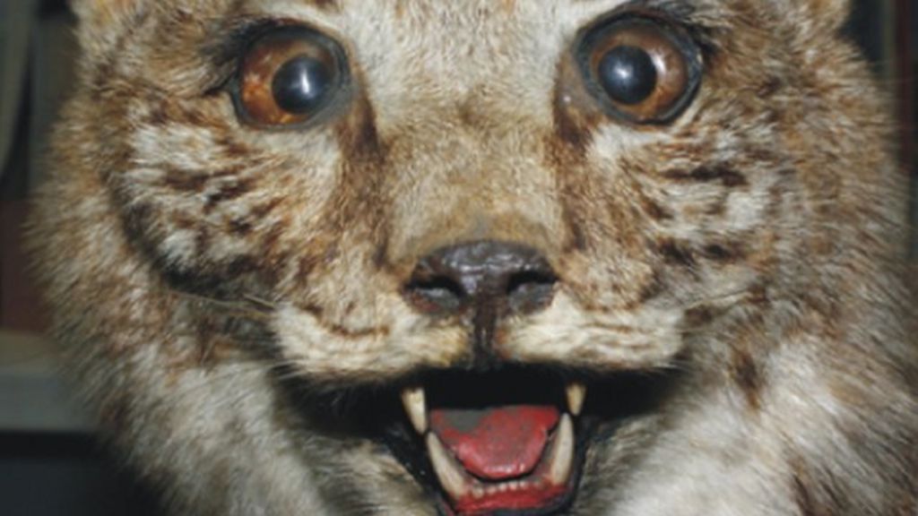 1903's 'Devon beast' discovered - BBC News