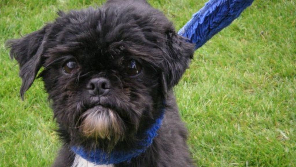 Neglected dogs in Northumberland 'most distressing' case - BBC News