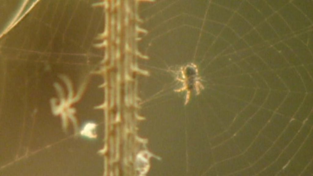 Spider webs provide inspiration for medical treatment - BBC News