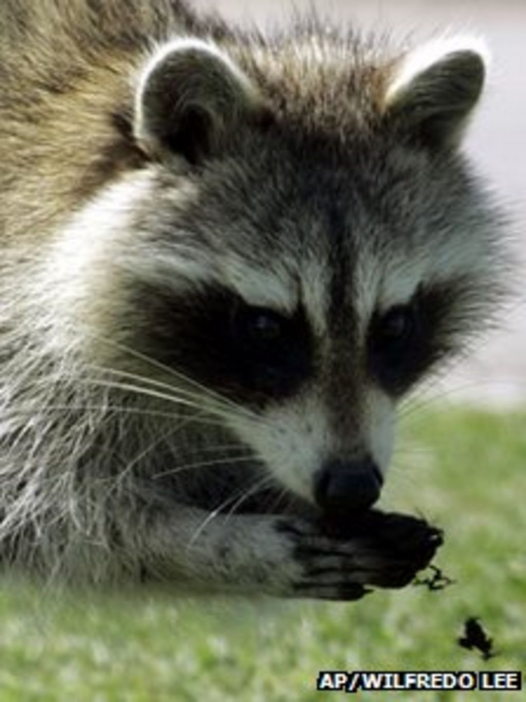 Escaped raccoon spotted near Callander in Stirlingshire - BBC News