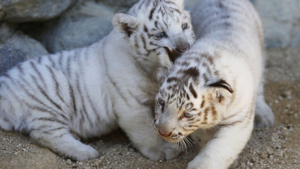 Rare white tiger cubs unveiled to public at zoo in Japan - BBC Newsround