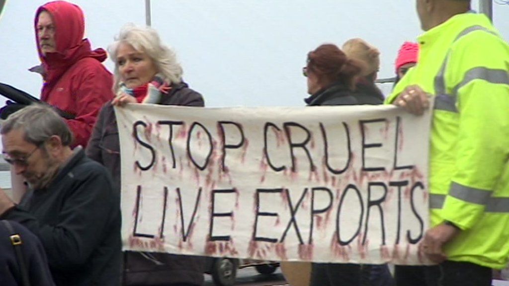 Animal exports begin at Dover despite protests - BBC News