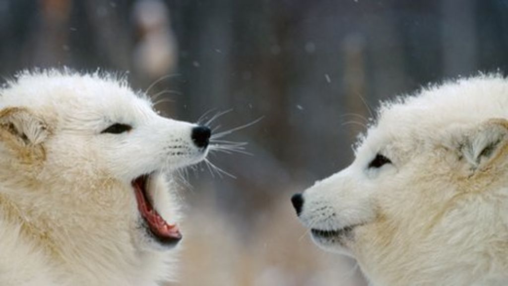 Mercury exposure linked to dramatic decline in Arctic foxes - BBC News