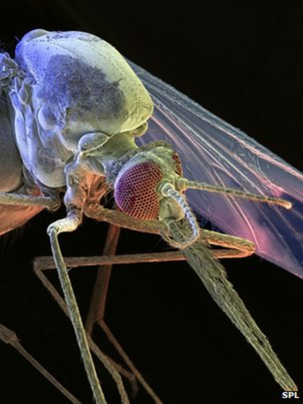Malaria hope: Bacteria that make mosquitoes resistant - BBC News