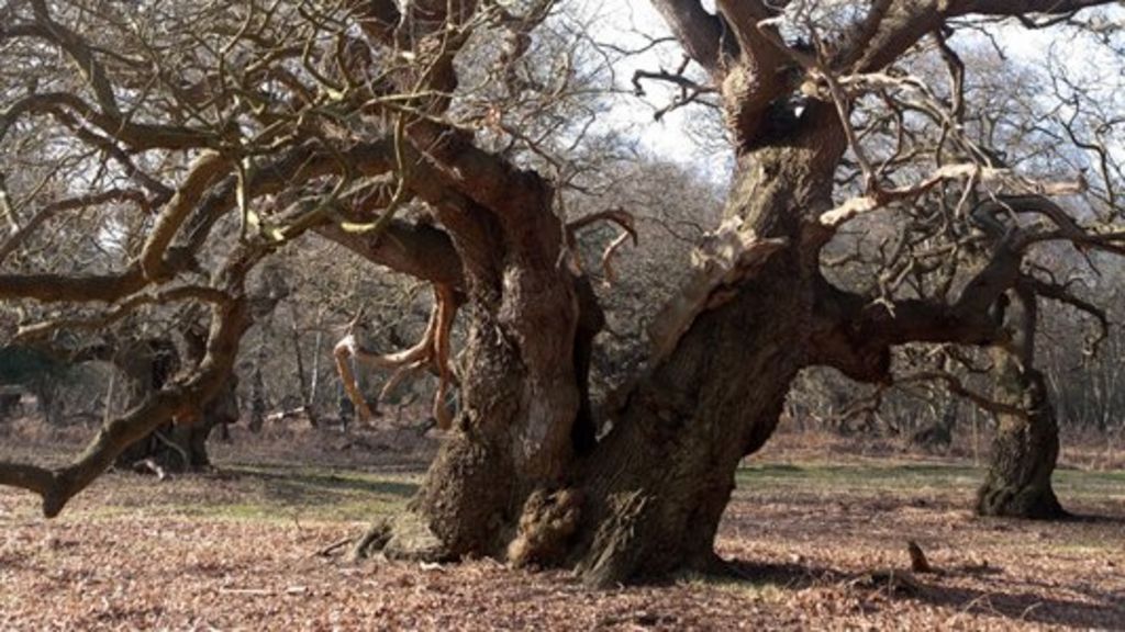 In pictures: Suffolk's ancient oaks by Paul Dixon - BBC News
