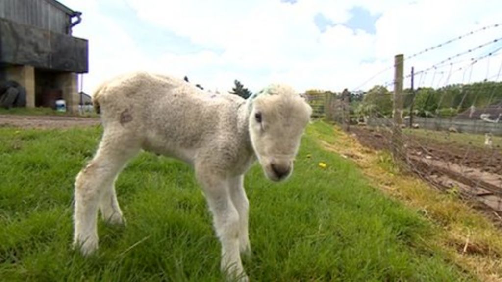 Lamb has ears cut off in attack on Nottinghamshire farm - BBC News