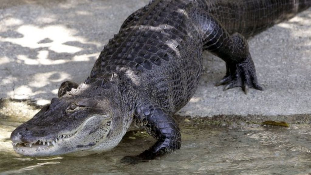 An alligator turns up at front door of house in America - BBC Newsround