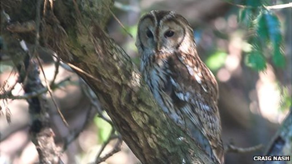 'First sighting' of wild tawny owl in Ireland at Castleward - BBC News