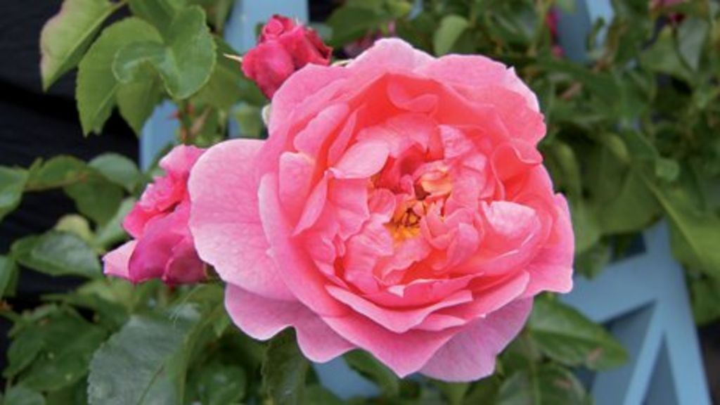 Chelsea Flower Show: Peter Beales Roses wins gold - BBC News