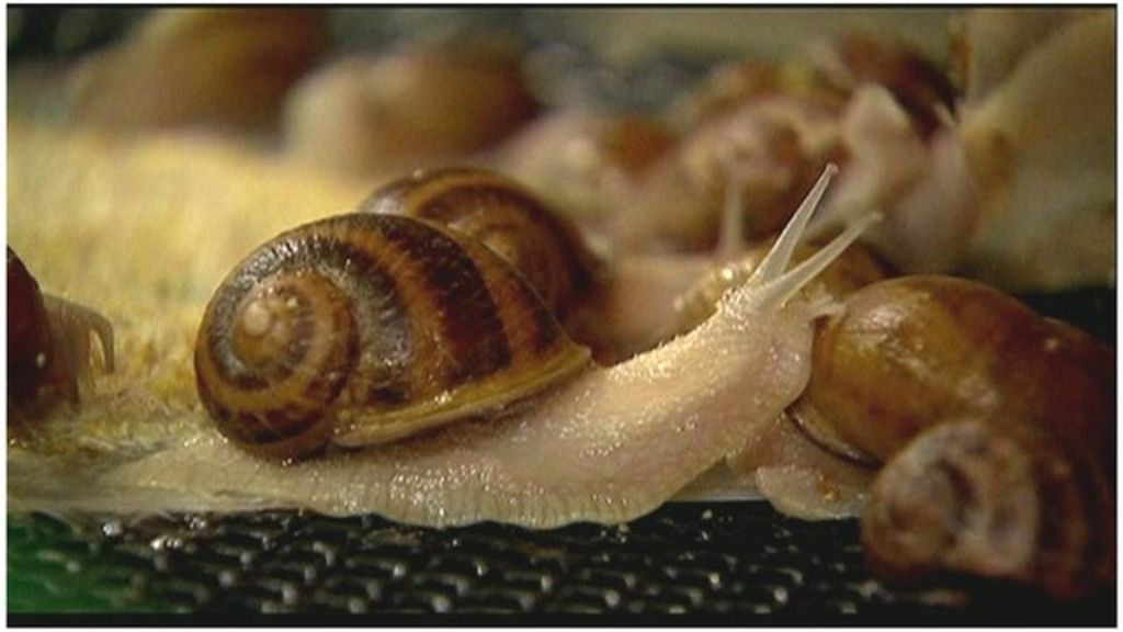 Colombia's garden snails farmed for consumers - BBC News