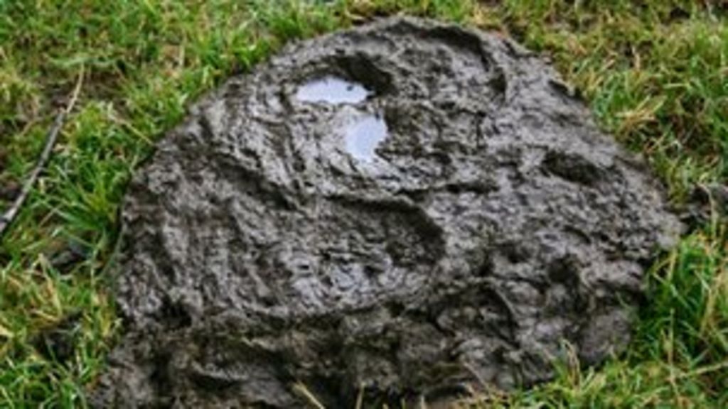 Cow slurry fetish man to undergo new psychiatric tests - BBC News