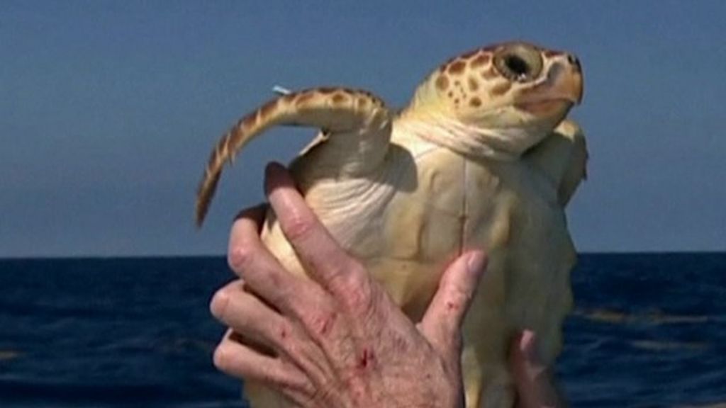 Sea turtle rescued after swallowing discarded plastic - BBC News