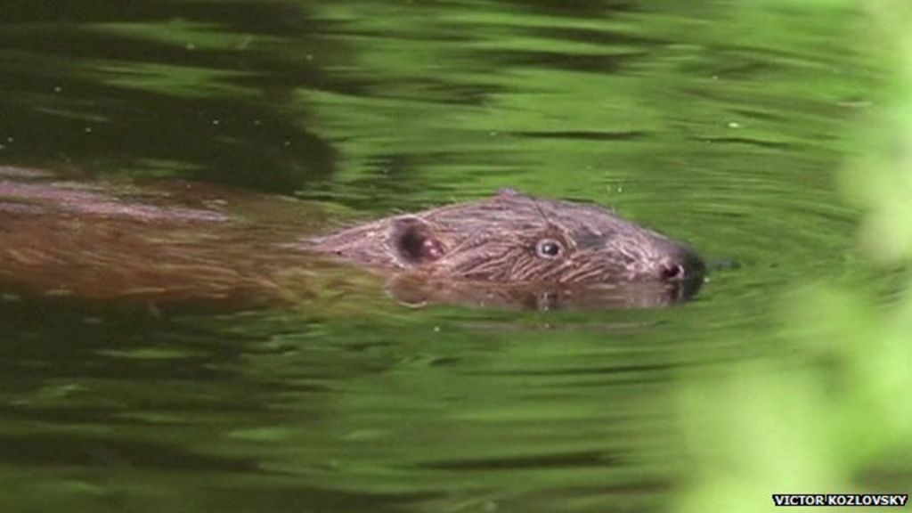Belarus: Man dies after being attacked by beaver - BBC News