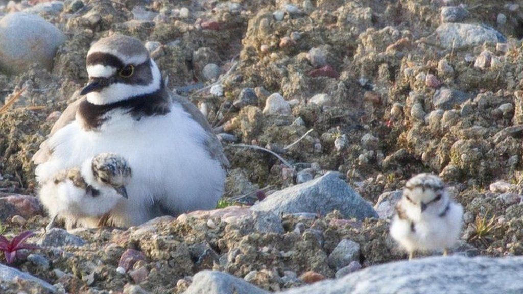 Rare little ringed plover chicks born at Loch Leven reserve - BBC News