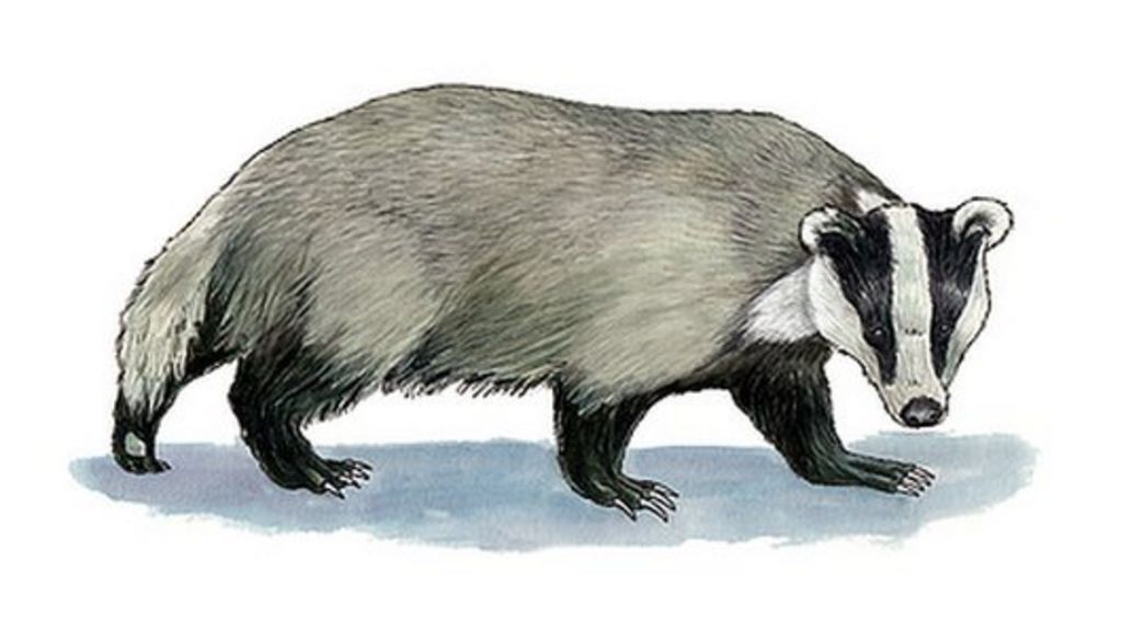 Q&A: The badger cull - BBC News