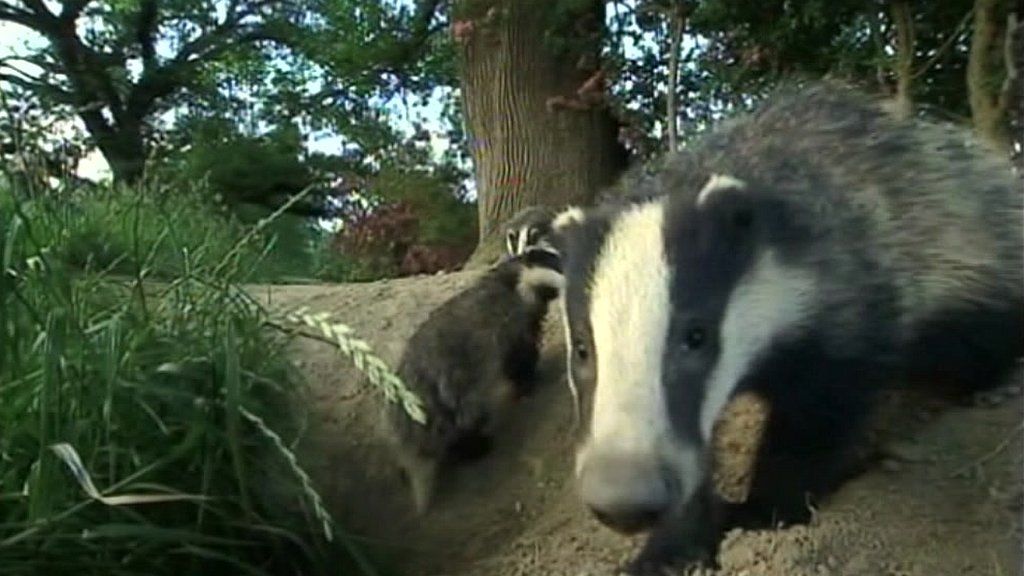 Badger pilot culls due to start in England - BBC News