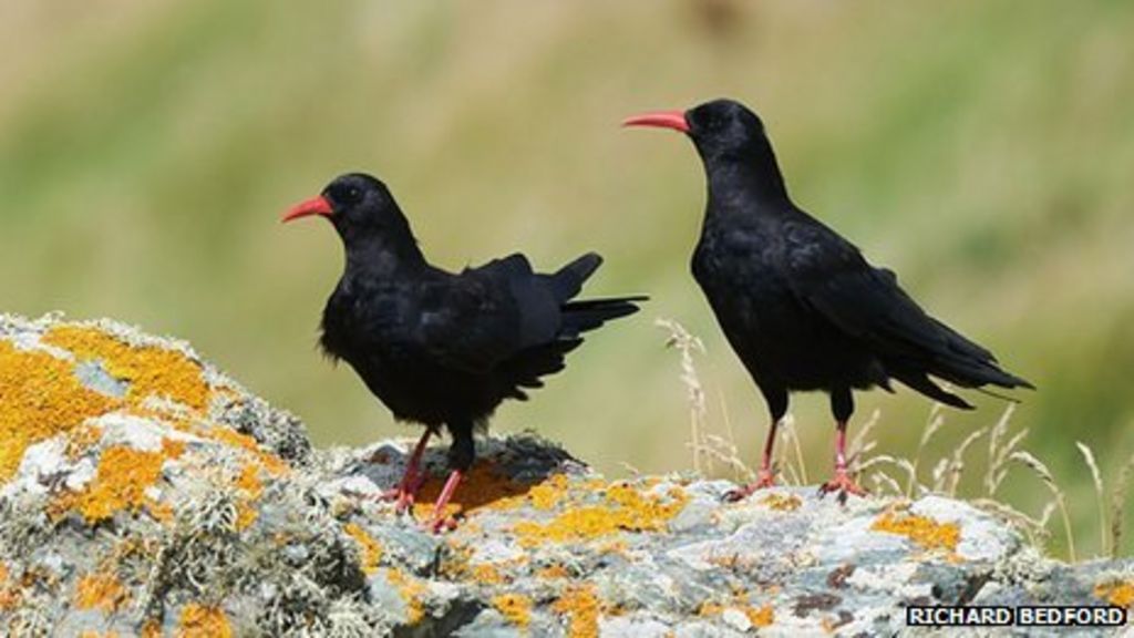 'Original' Cornish chough 'killed by rival bird' - BBC News