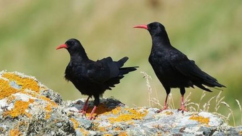 'Original' Cornish chough 'killed by rival bird' - BBC News