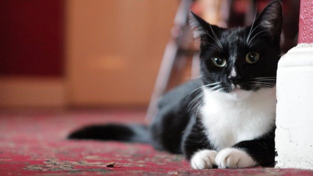 Secret life of the cat: Chip - BBC News