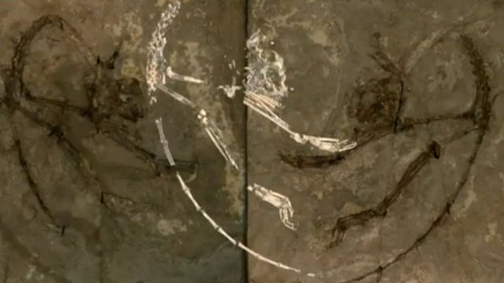 X-rays reconstruct ancient primate fossil - BBC News