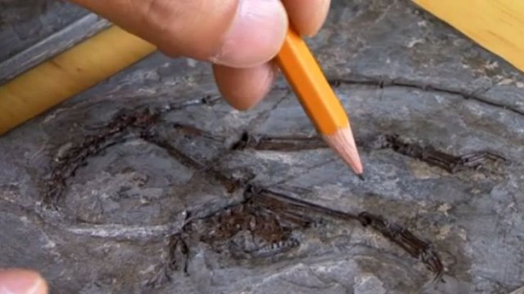 Tiny ancient primate fossil revealed - BBC News