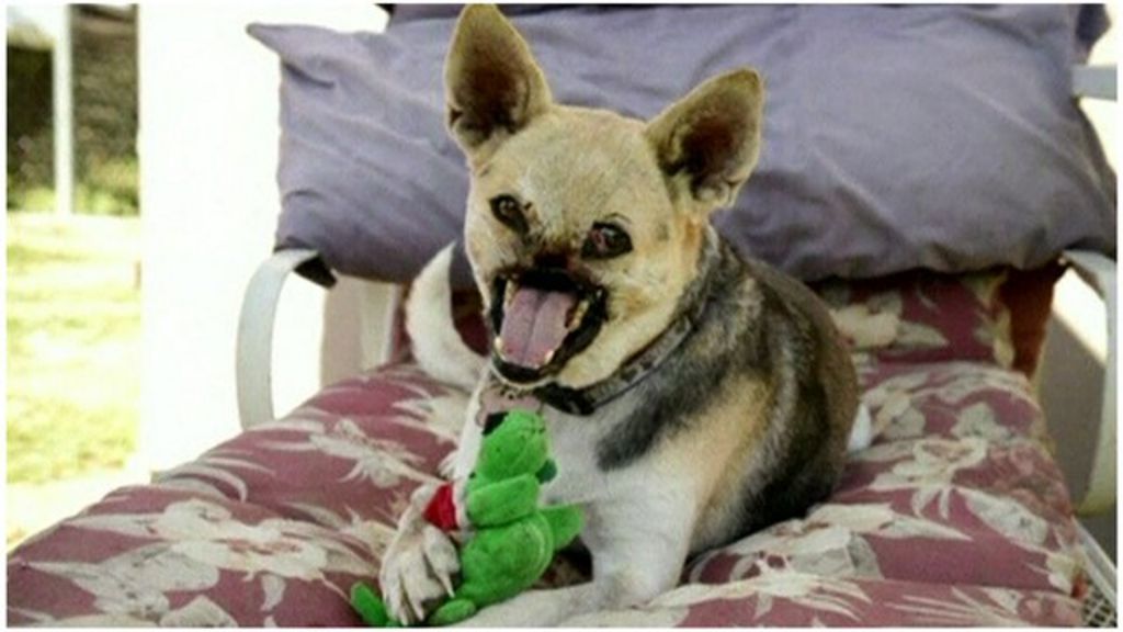 Filipino dog ready to go home after face surgery - BBC News