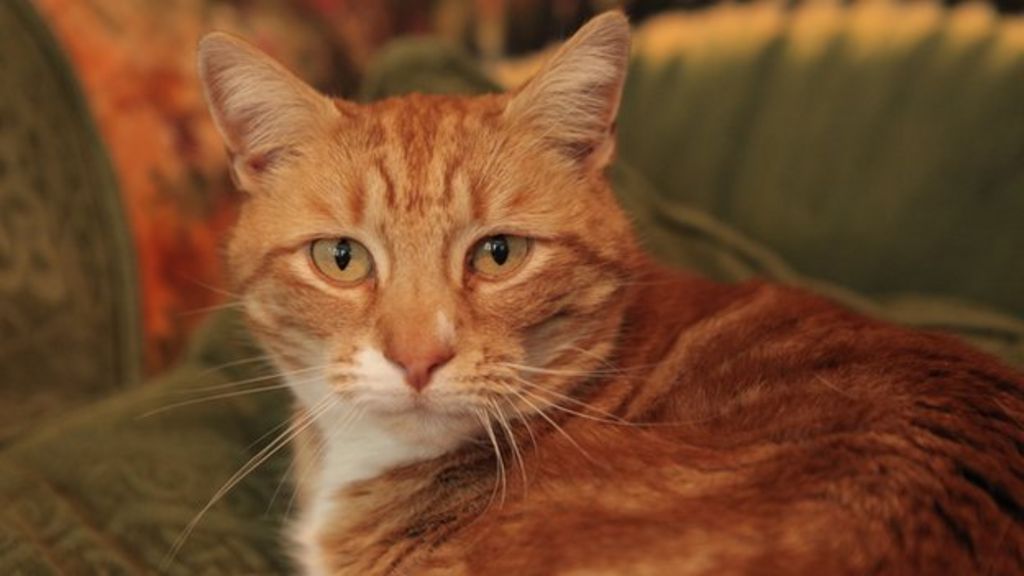 Secret life of the cat: Ginger - BBC News