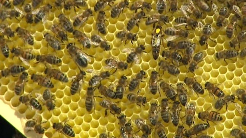 Cornish bee 'could help save species from killer disease' - BBC News