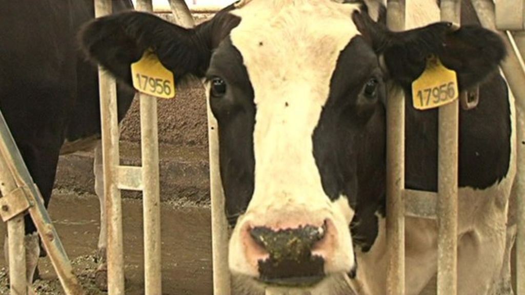 Keeping cows cool in Dubai dairy - BBC News