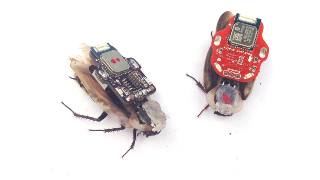 TEDGlobal welcomes robot cockroaches - BBC News