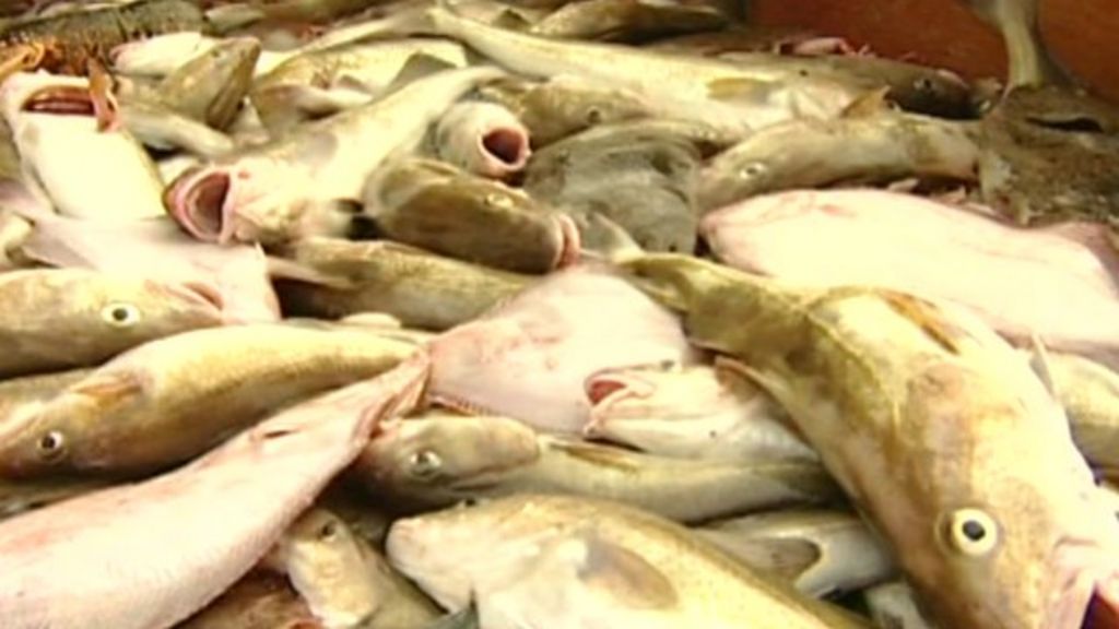 Cod stocks in North Sea recovering, says Marine Stewardship Council ...