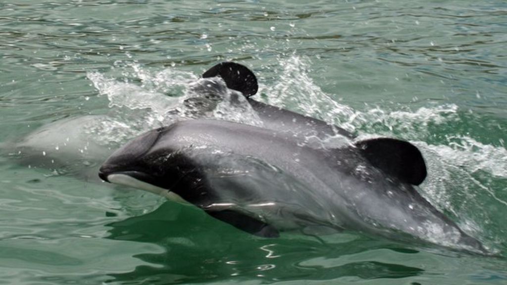 Endangered Maui's dolphins fighting for survival off NZ coast - BBC News