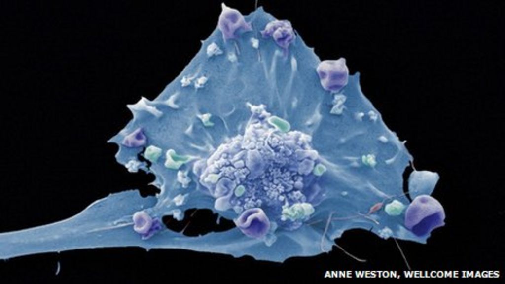 Michael Stratton, cancer gene scientist, knighted - BBC News