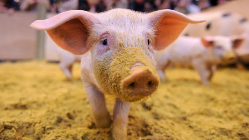 Putin's piglet soliloquy - BBC News