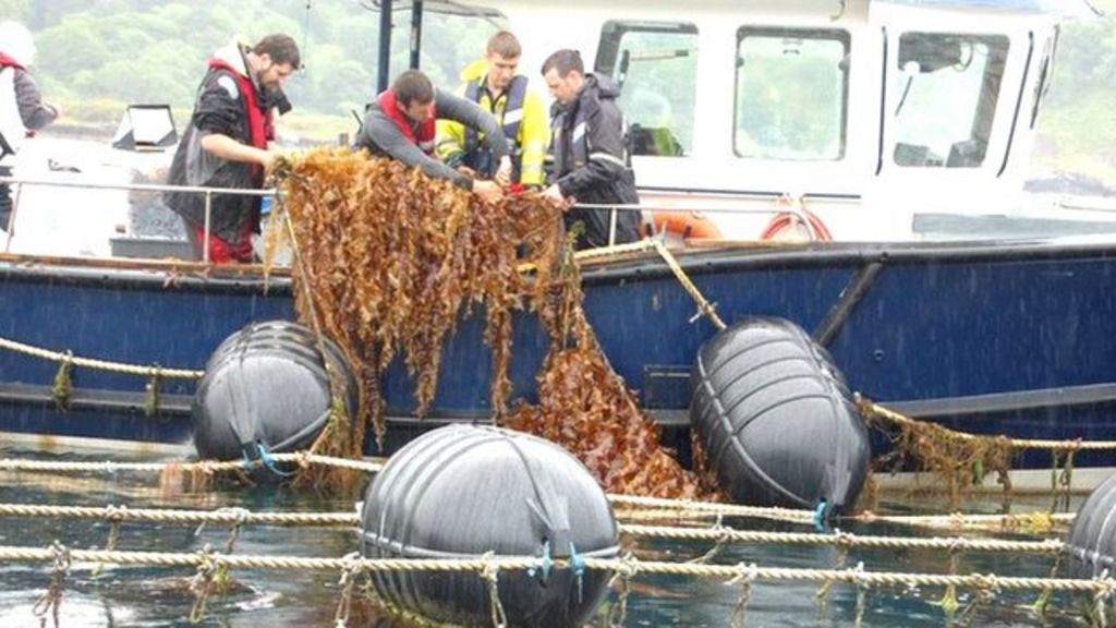 Seaweed biofuel: How to farm marine plants - BBC News
