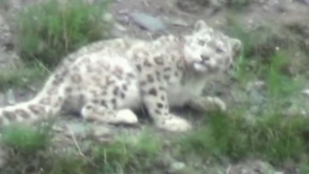 Rare sighting of snow leopards - BBC News