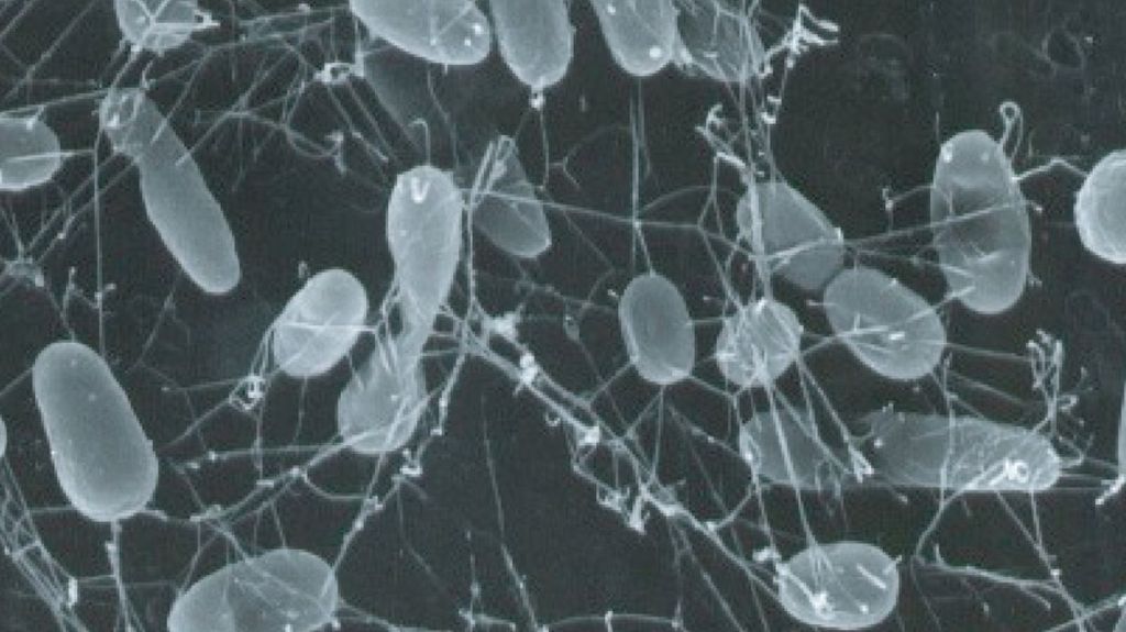 Microbes to be 'last survivors' on future Earth - BBC News