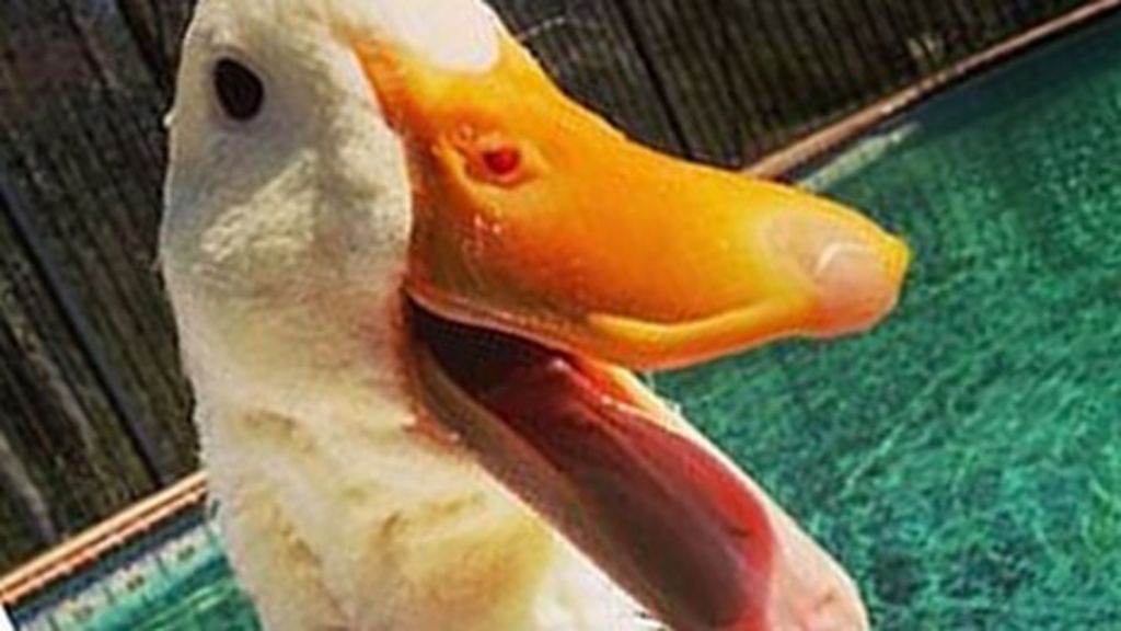 Buttercup the Duck gets prosthetic 3D-printed foot - BBC News