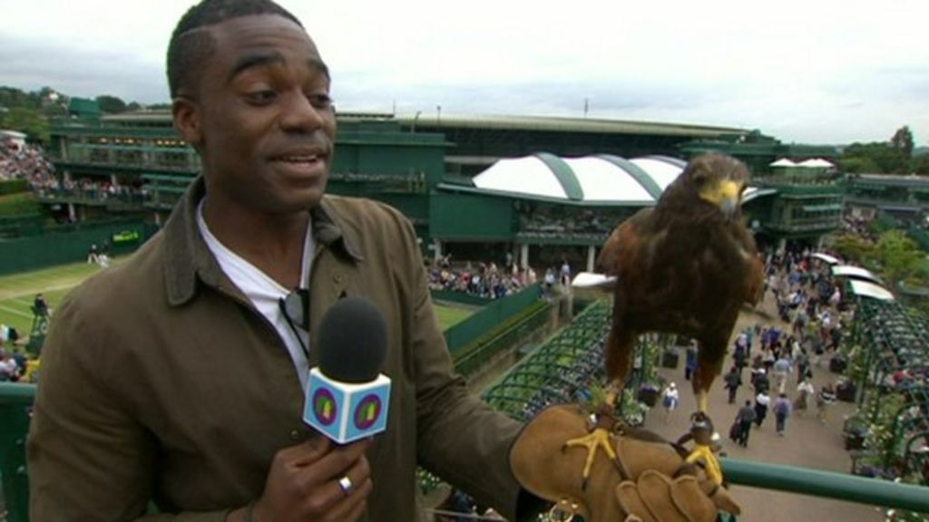 Ore meets Rufus the Wimbledon hawk - BBC Newsround