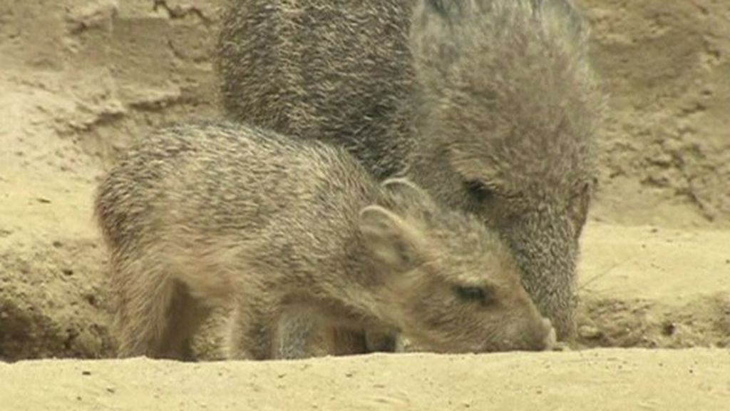 Rare baby peccaries make their debut at San Diego zoo - BBC News