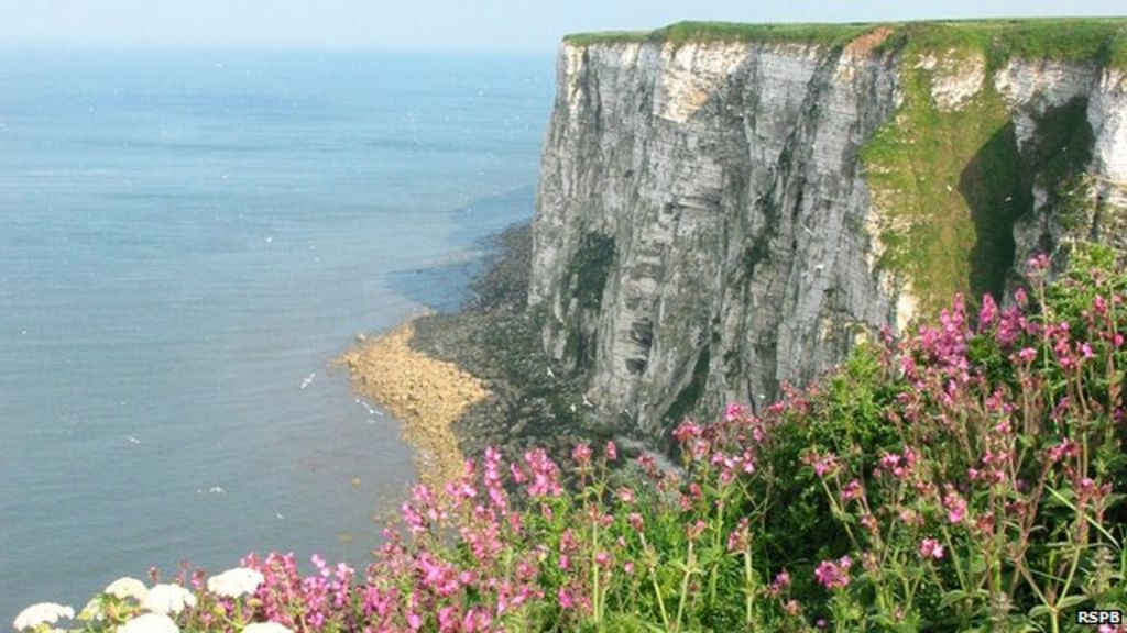 RSPB Bempton Cliffs nature reserve gets lottery grant - BBC News
