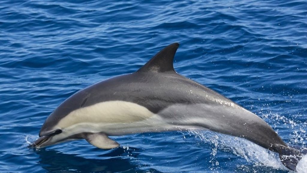 Common dolphin pod spotted off Cornish coast - BBC News