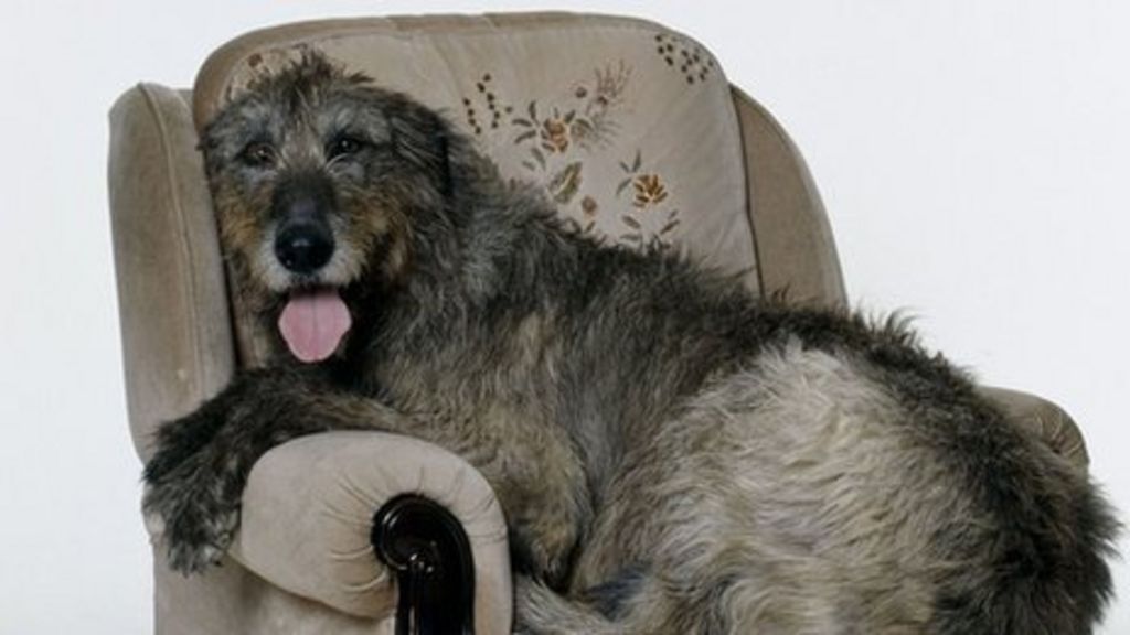 TV channel launched exclusively for dogs - BBC News