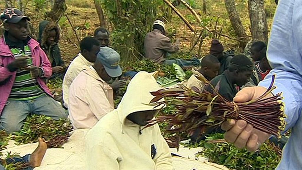 Kenyan farmers: 'Khat is no drug' - BBC News