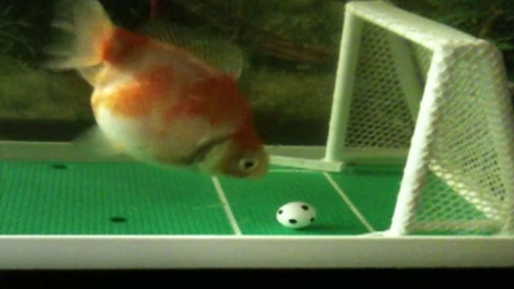 Goldfish Span shows her football skills - BBC News