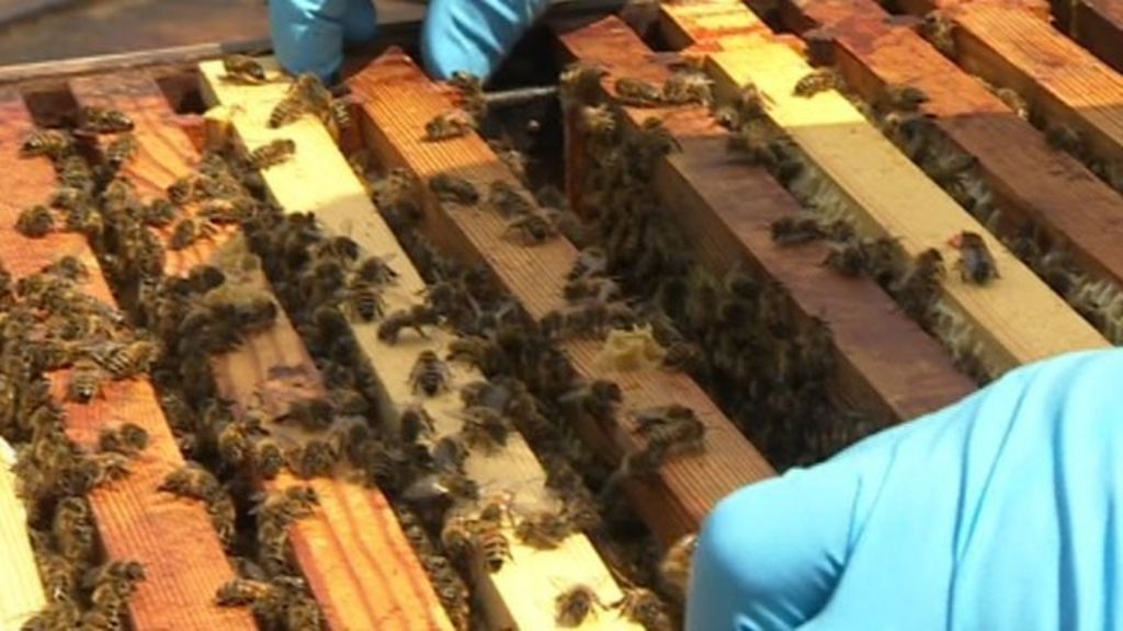 Bee decline: European Commission's pesticide ban - BBC News