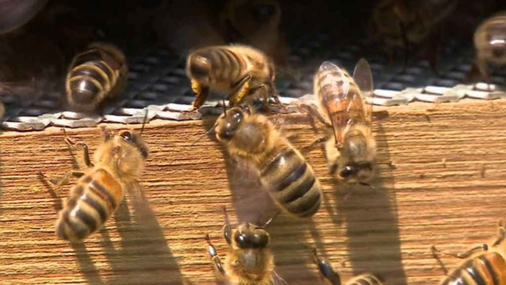 Rare Cornish bee could save dwindling populations from disease - BBC News