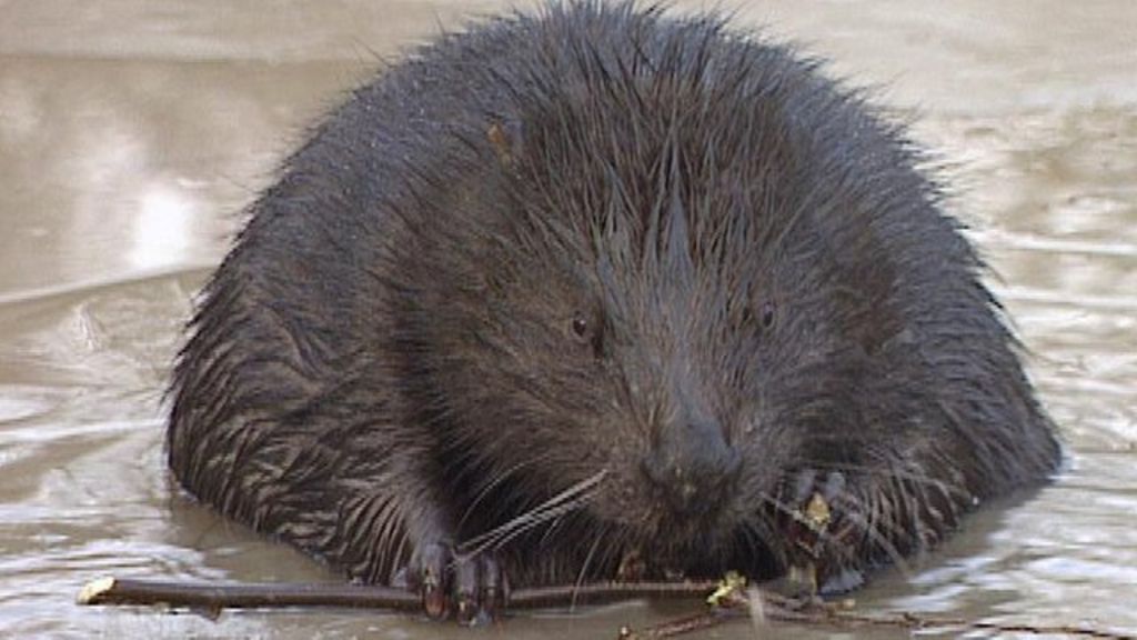 Beaver spotted in Devon's River Otter by dog walker - BBC News