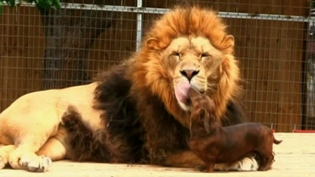 Lion and dog become best friends - BBC Newsround