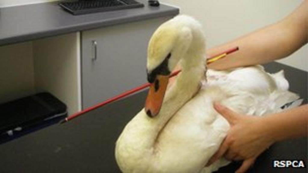 Swan shot in neck with crossbow in Lynemouth - BBC News